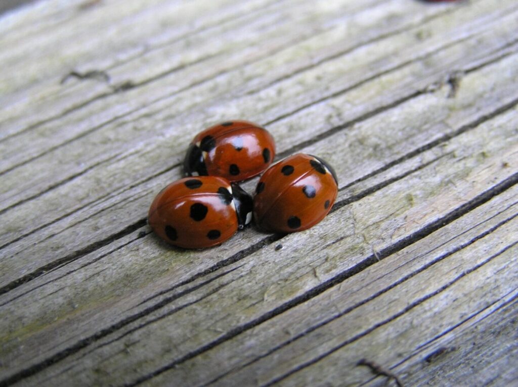 Beetle Control Desert Hot Springs | Newman Termite & Pest Control