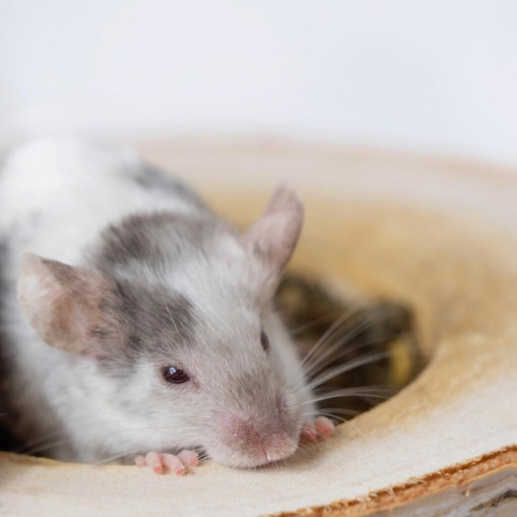 Mice Control Cathedral City | Newman Termite & Pest Control