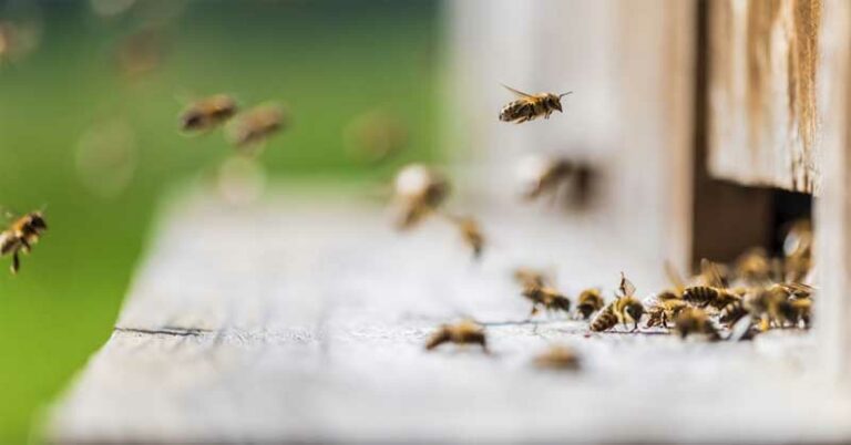 Can Termites Bite Humans? Uncovering the Truth About Termite Behavior