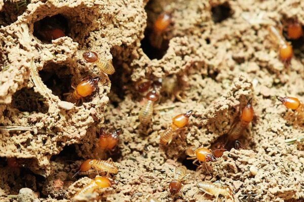 Social Behaviors of Termites: An In-Depth Understanding – Newman ...